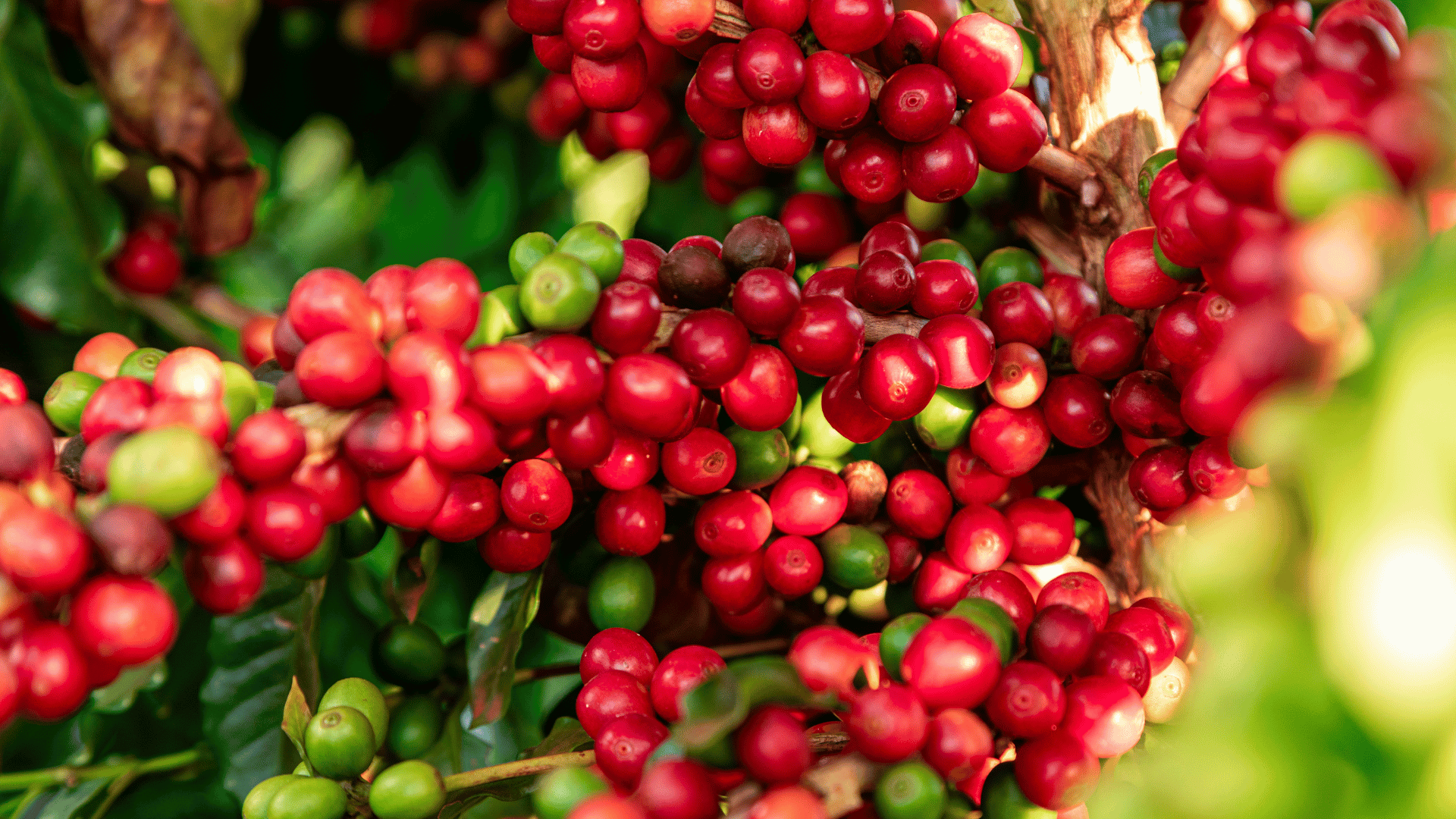 Best Spring Coffee Pairings | Perfect Coffee & Food Combos for the Season